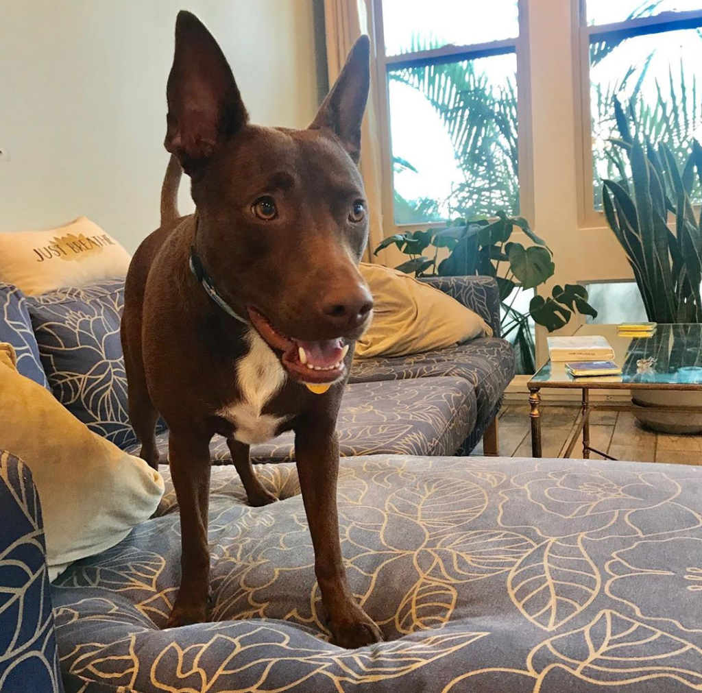 Speech pathologist taught her dog how to use a soundboard – dog starts ...