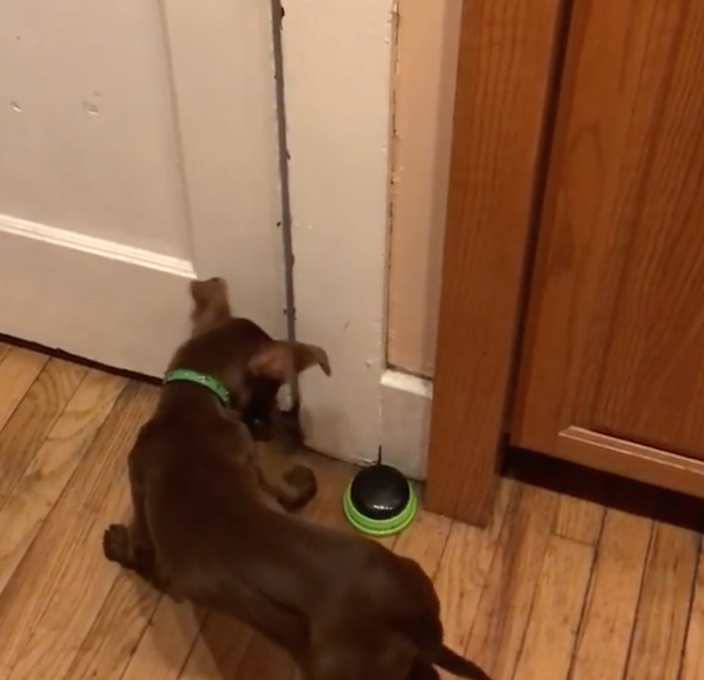 Speech pathologist taught her dog how to use a soundboard – dog starts ...