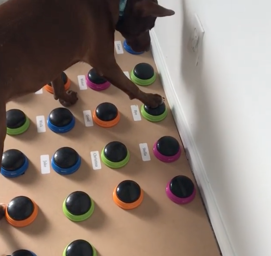 Speech pathologist taught her dog how to use a soundboard – dog starts ...