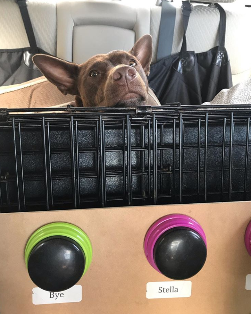 Speech pathologist taught her dog how to use a soundboard – dog starts ...