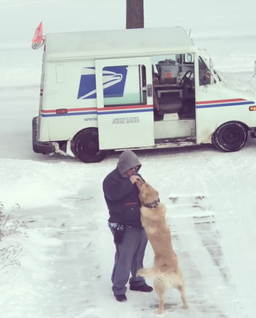 A friendly Golden Retriever and a mailman are unlikely besties in a ...