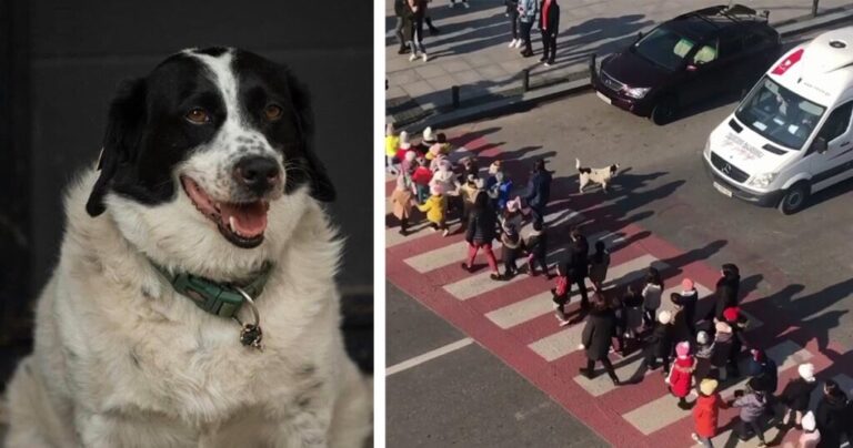 A stray dog acts as a crossing guard and guides kids across the street ...