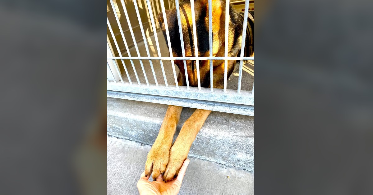 Stray Dog Loves To Hold People’s Hands Through Kennel bars When They ...