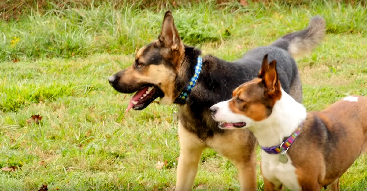 Bonded Dogs Split At Shelter Reunite In Heartwarming Story – Dog ...