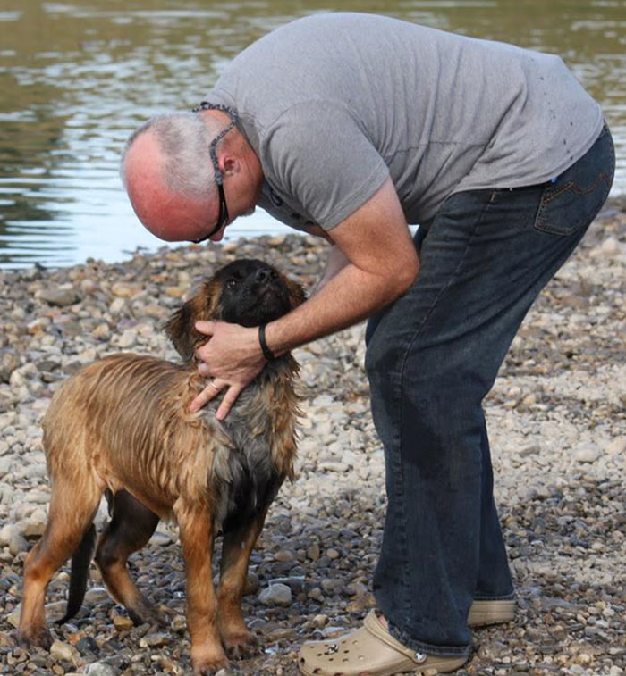 A man adopts 45 dogs and releases them on his four acres of land. – Dog ...