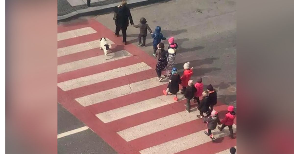 A stray dog acts as a crossing guard and guides kids across the street ...