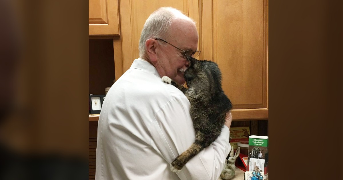 Senior stray cat held for the first time “melts” into the vet’s arms ...