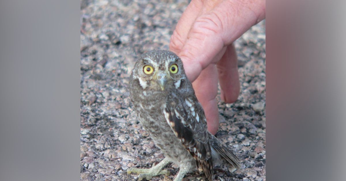 Meet the charming Elf Owl, the world’s smallest owl. – Dog Inspiration