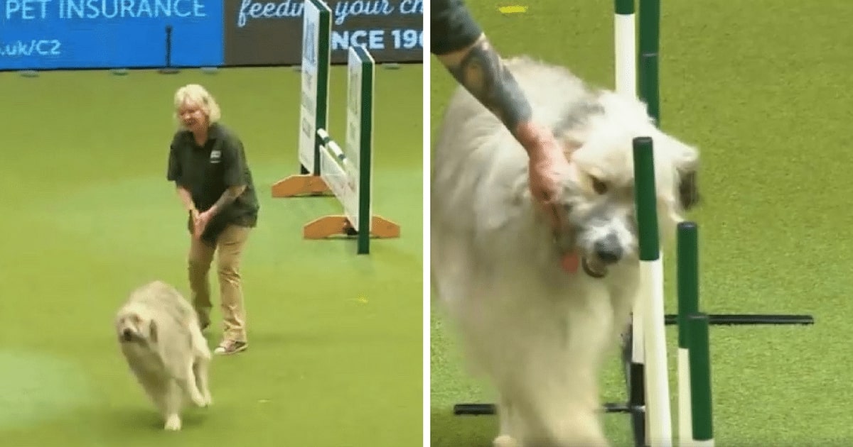 Rescue puppy adorable fails agility course at dog show–again – Dog ...