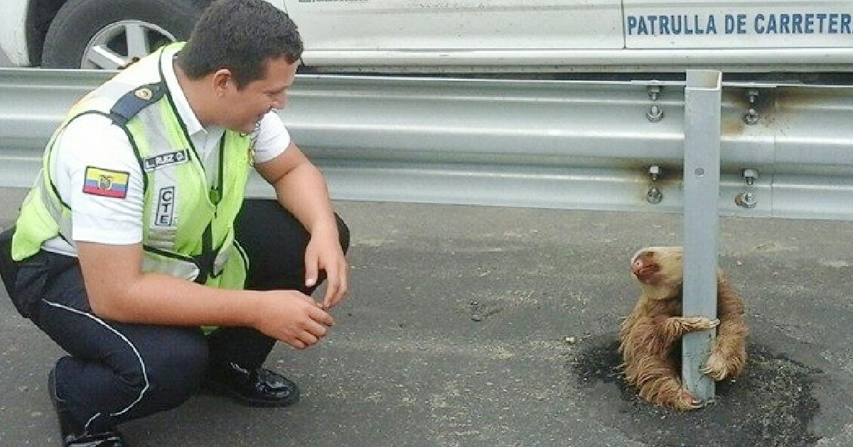 Police rescue a cute sloth that was stuck on a motorway. – Dog Inspiration