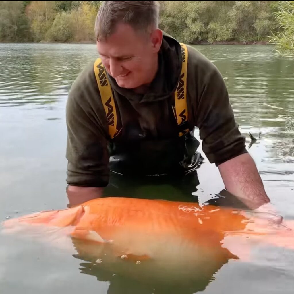 A massive goldfish who weighs over 65 pounds is caught by a fisherman ...