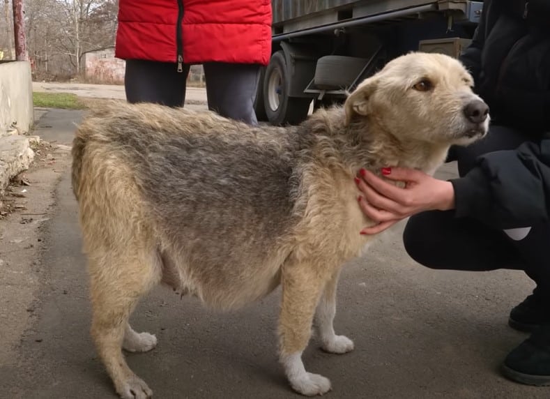 Heartwarming Rescue Story of a Neglected Dog – Dog Inspiration