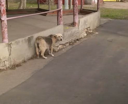 Heartwarming Rescue Story of a Neglected Dog – Dog Inspiration