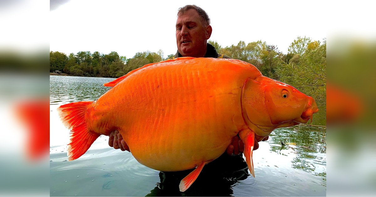 A massive goldfish who weighs over 65 pounds is caught by a fisherman ...