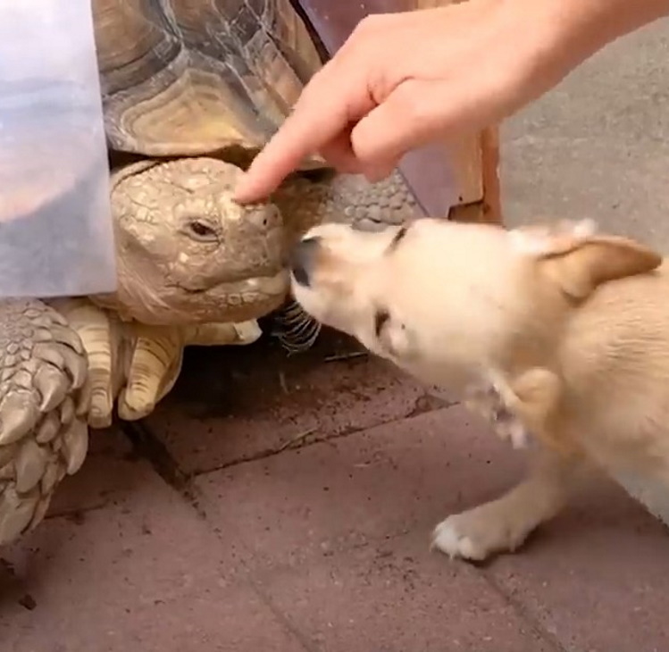 Dog brings gifts for tortoise best friend while visiting him daily ...
