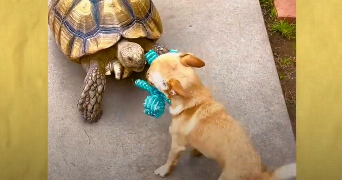 Dog brings gifts for tortoise best friend while visiting him daily ...