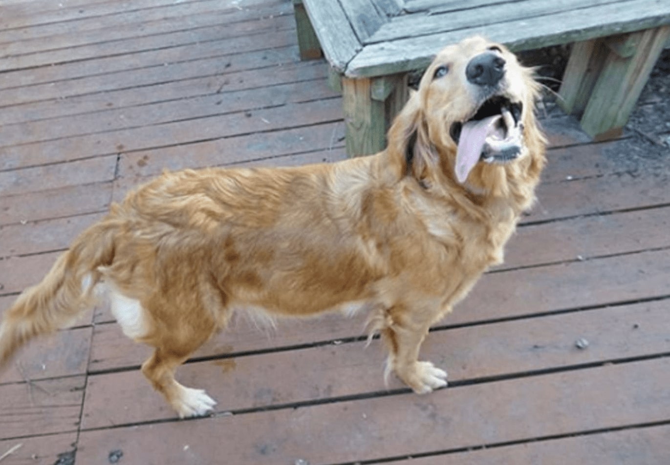 Foster Mom Takes Cute Maternity Photos Of Her Dog In Her Final Weeks Of ...