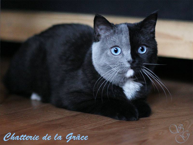 “Two-Faced” Cat Is The Most Adorable Chimera Yet – Dog Inspiration
