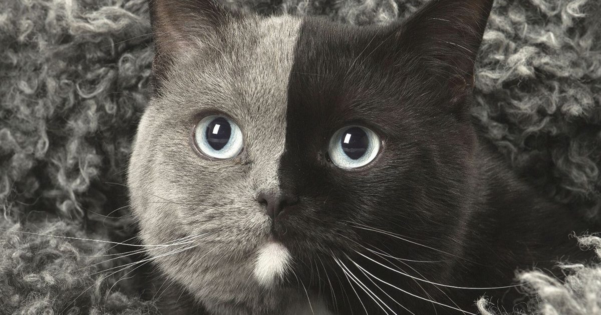 “Two-Faced” Cat Is The Most Adorable Chimera Yet – Dog Inspiration