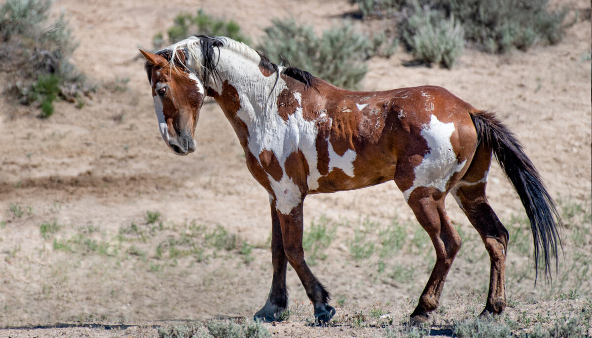 Meet Picasso. He is quite possibly the most famous Wild Mustang in the US. – Dog Inspiration