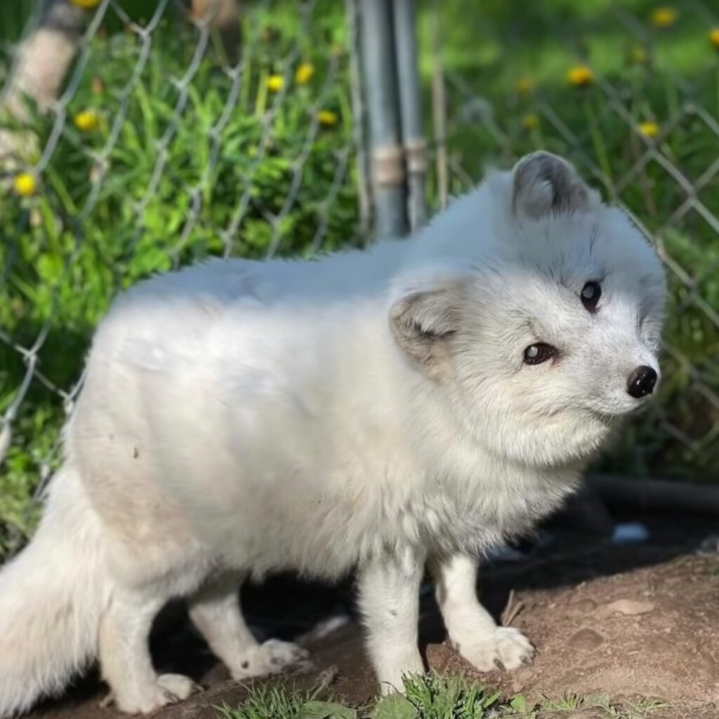 Woman rescues elderly and blind Arctic fox from dog shelter – Dog ...