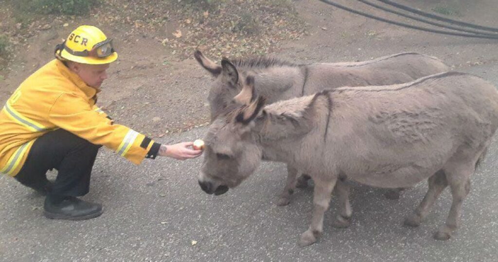 Firefighters Rescue Donkeys From Wildfire! – Dog Inspiration
