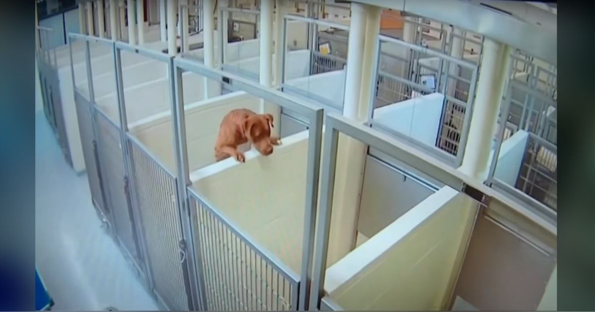 Dedicated dog does the unimaginable to reconnect with closest mate ...