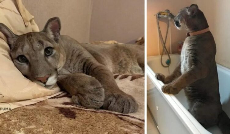 Messi The Rescued puma can’t be released into wild so he lives as a ...