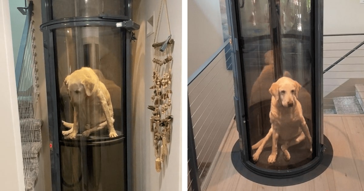 Family builds an elevator for their puppy who can’t climb the stairs ...