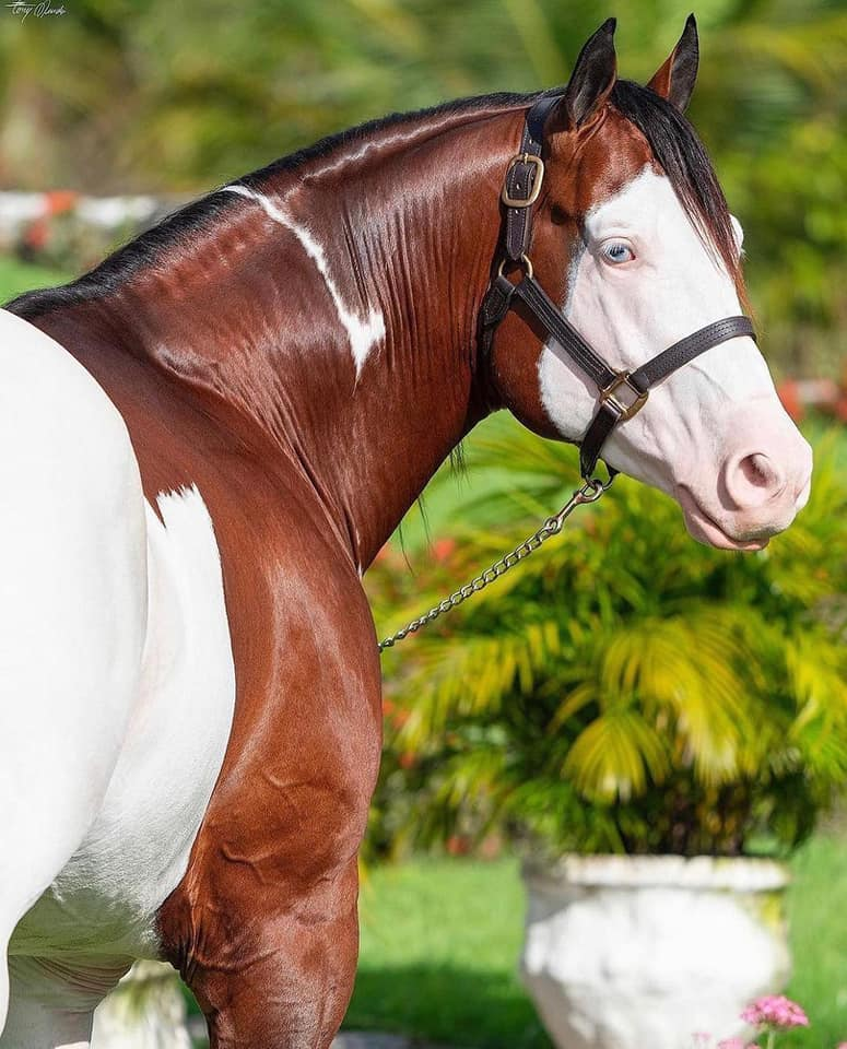 Doc Bingo Gunner, Paint Quarter Horse Stallion. – Dog Inspiration