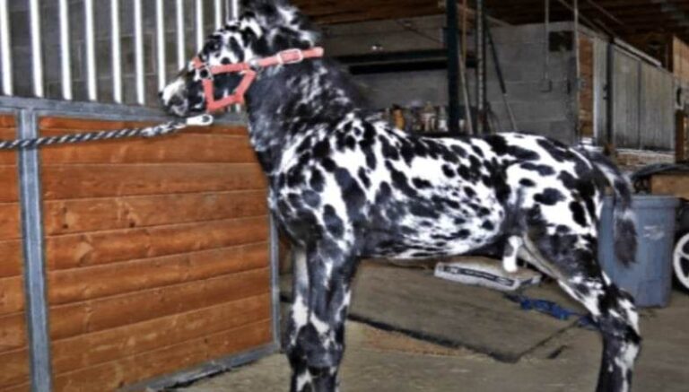 Newborn Spotted Mule Becomes A Rare Creature Due To Its Color. – Dog ...