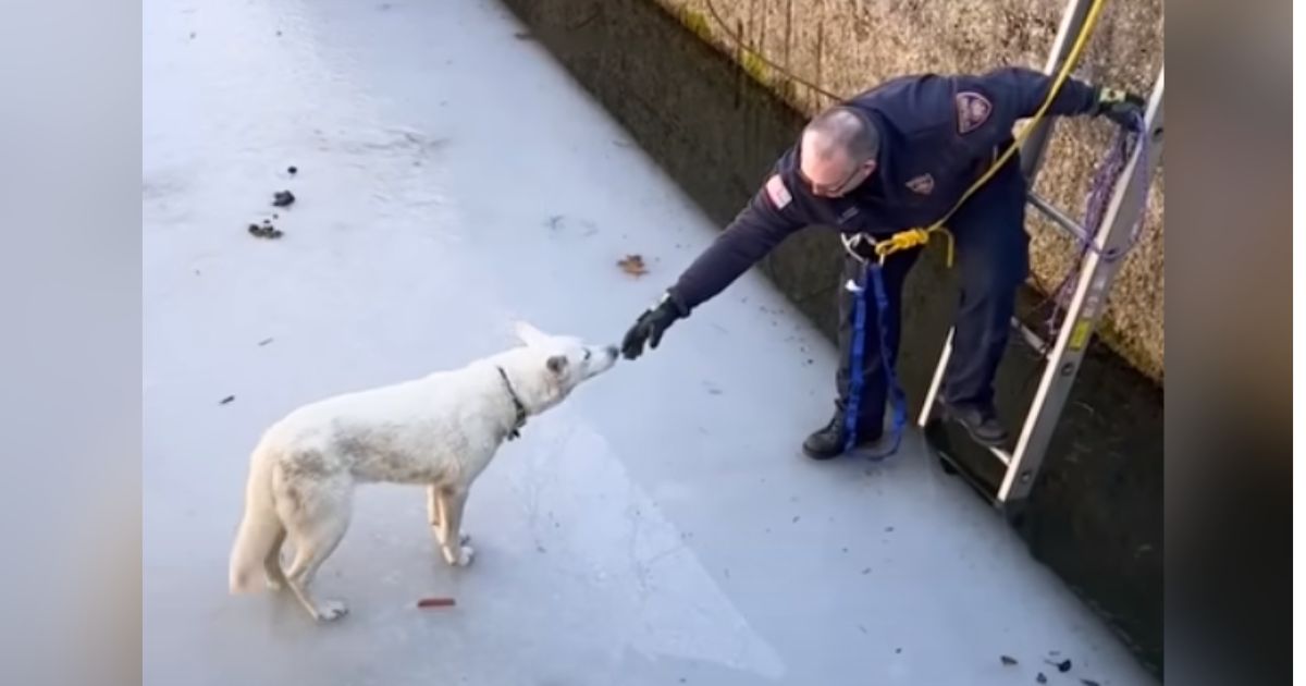 Firefighter Climbs Onto Melting Ice to Rescue Husky. – Dog Inspiration