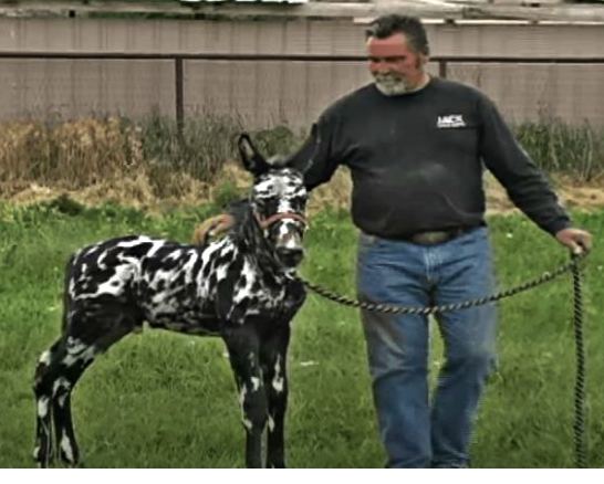 Newborn Spotted Mule Becomes A Rare Creature Due To Its Color. – Dog ...