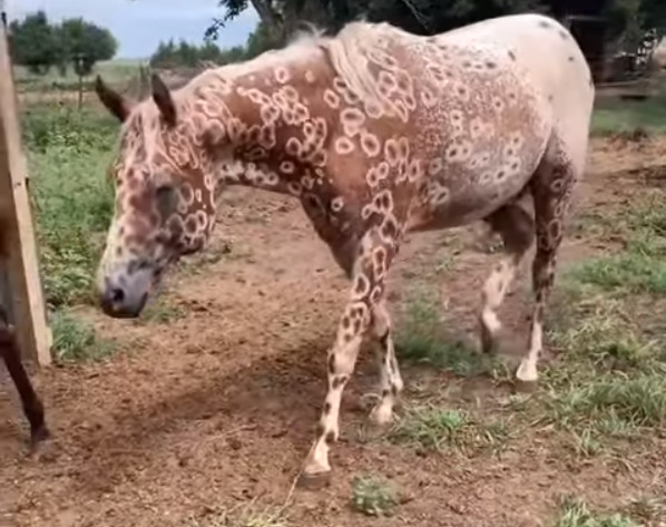 Peacock Appaloosa Stallion-Wicket – Dog Inspiration