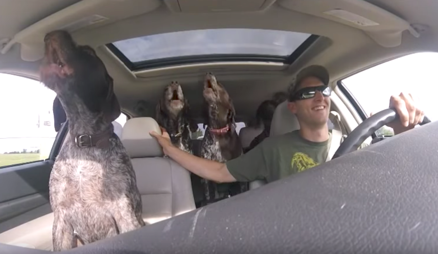 Dad Sets Up Camera To Show The 4 Giant Dogs Going Crazy On The Way To ...