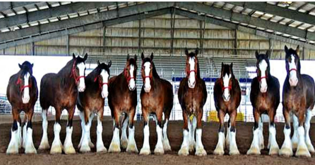 A MAN HAS SPENT 35 YEARS TAKING CARE OF WORLD FAMOUS BUDWEISER ...