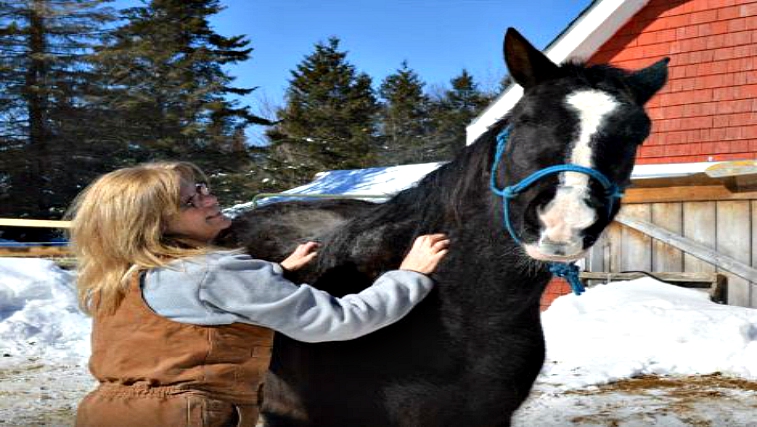 Baby Lamb Needs A Mum And Kind Mare Volunteers To Be The One. – Dog ...