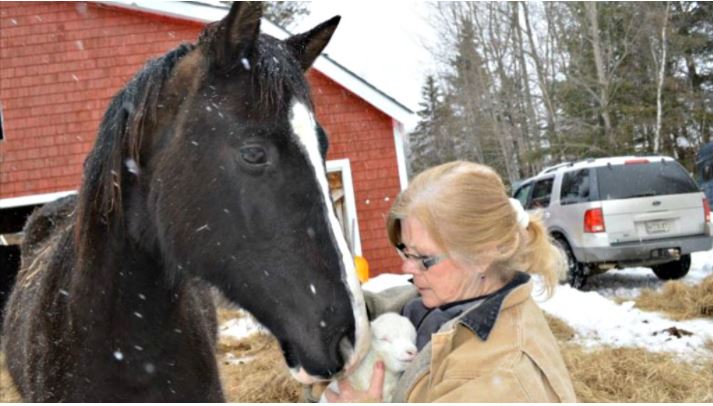 Baby Lamb Needs A Mum And Kind Mare Volunteers To Be The One. – Dog ...