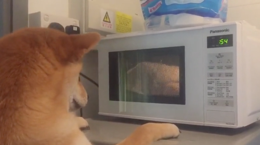 The Dog Waits By The Microwave. What Follows Will Have You Laughing Out ...