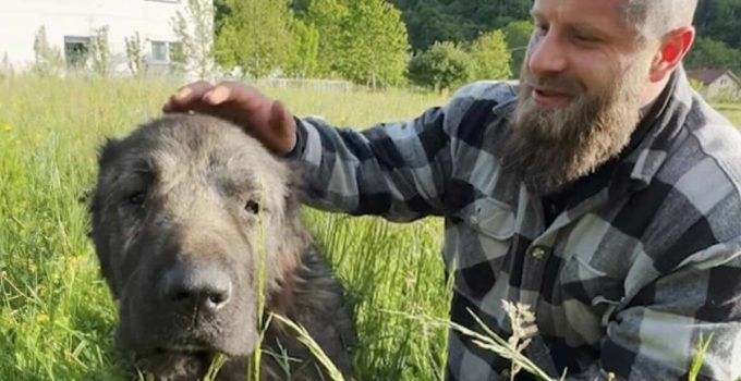 Stray Dog Wandering On Highway Turns Out To Be Sweet Giant. – Dog ...