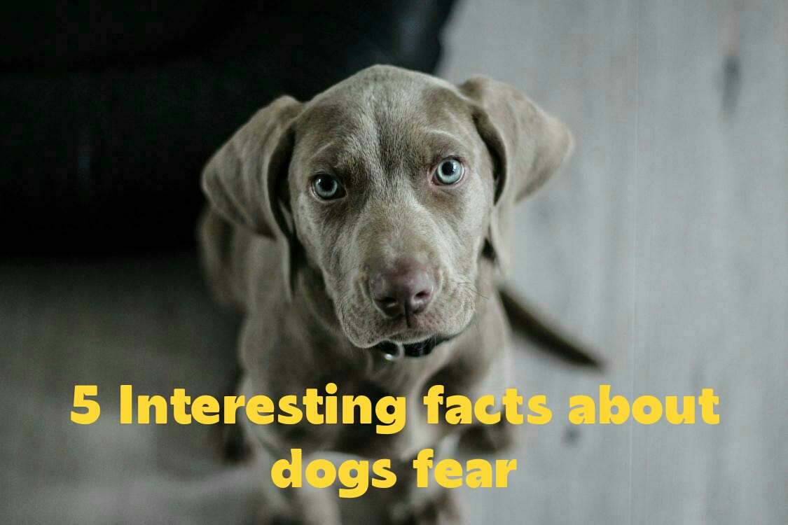 5 Interesting facts about dogs fear – Dog Inspiration