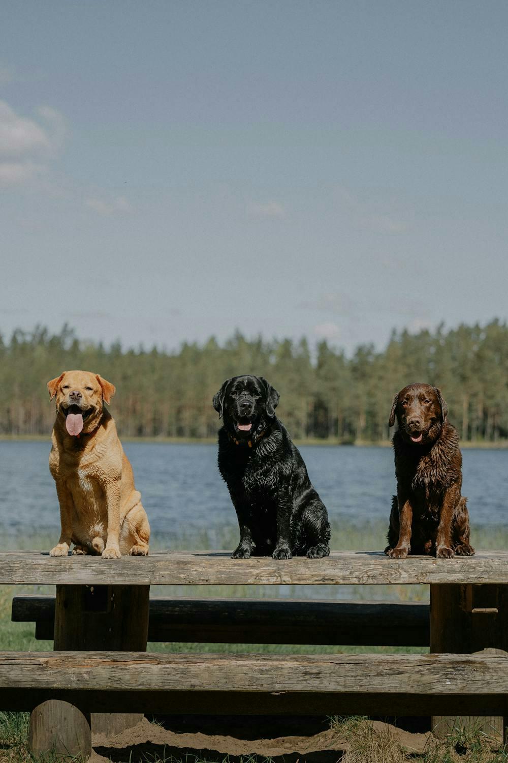 15 Things Dogs Love the Most – Dog Inspiration